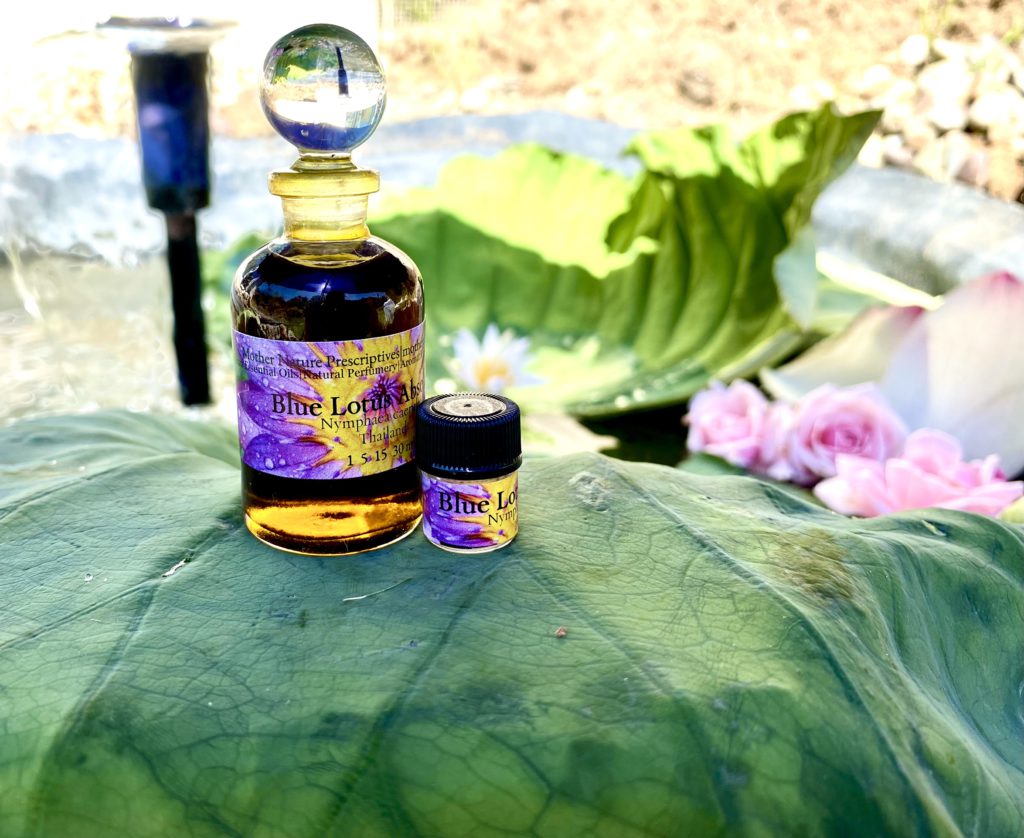 Blue Lotus Absolute Oil Thailand Essential Oil Apothecary